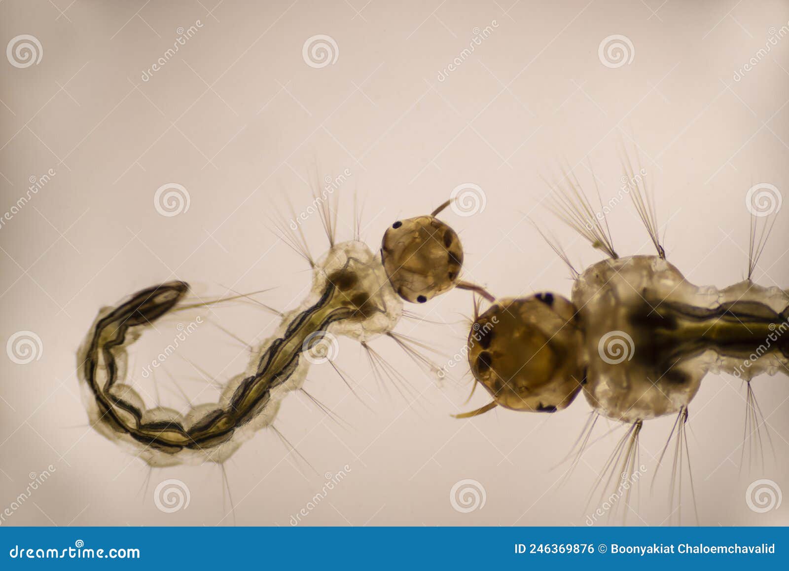 Close Up Mosquito Larvae in Light Microscope, Larvae Under a Microscope ...