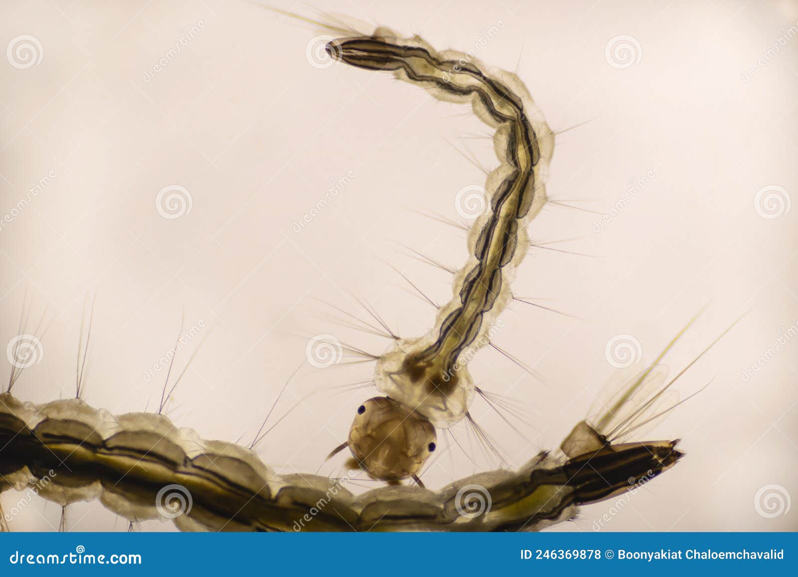 Close Up Mosquito Larvae in Light Microscope, Larvae Under a Microscope ...