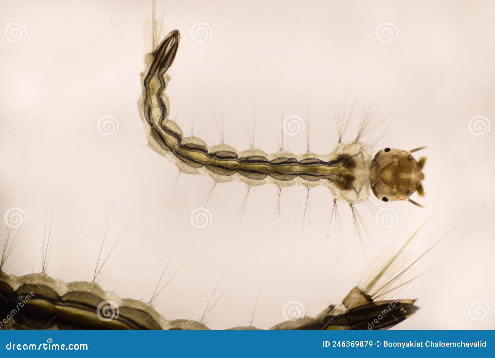 Close Up Mosquito Larvae in Light Microscope, Larvae Under a Microscope ...