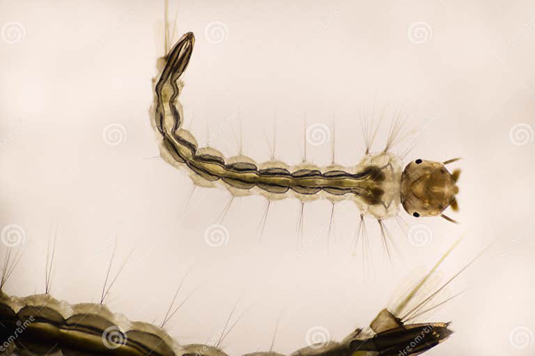 Close Up Mosquito Larvae in Light Microscope, Larvae Under a Microscope ...