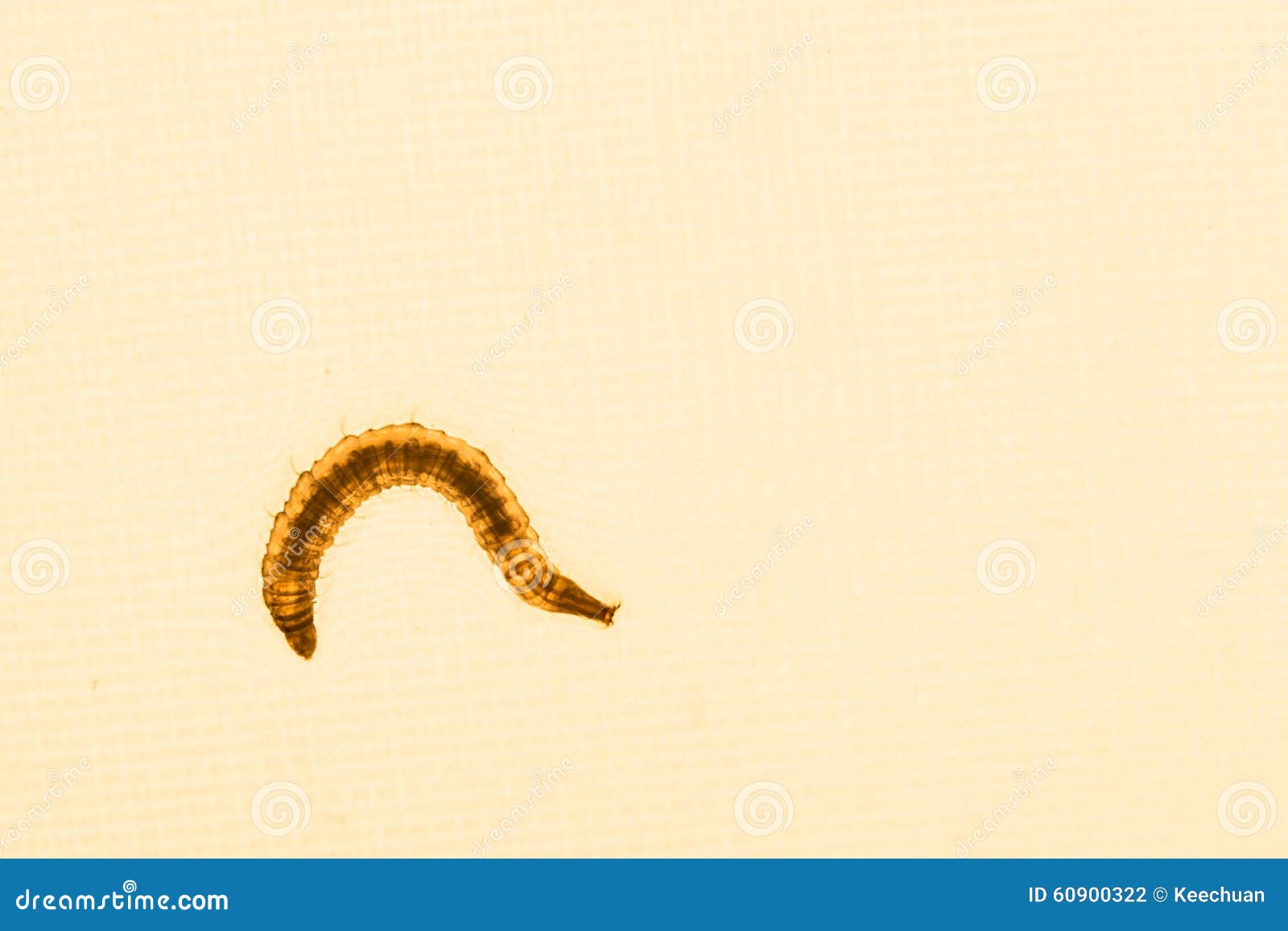 Close Up of Mosquito Larvae with Orange Lighted Background Stock Photo ...