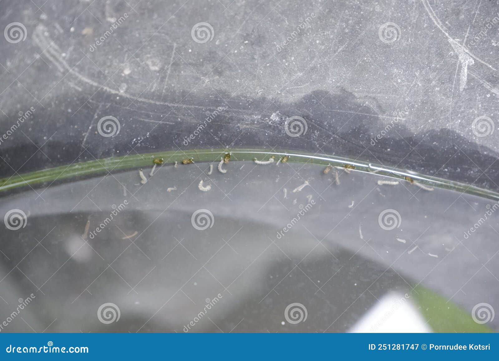 Close Up of Mosquito Larvae in Water Stock Image - Image of frost ...
