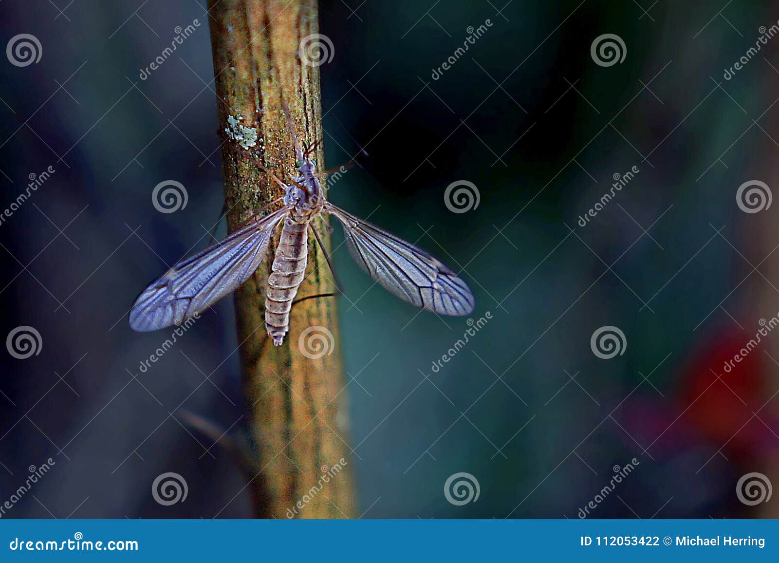 Macro mosquito stock photo. Image of mosquito, macroshot - 112053422