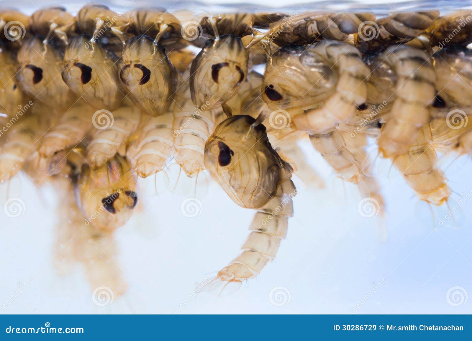 Mosquito Pupae And Larvae Royalty-Free Stock Image | CartoonDealer.com ...