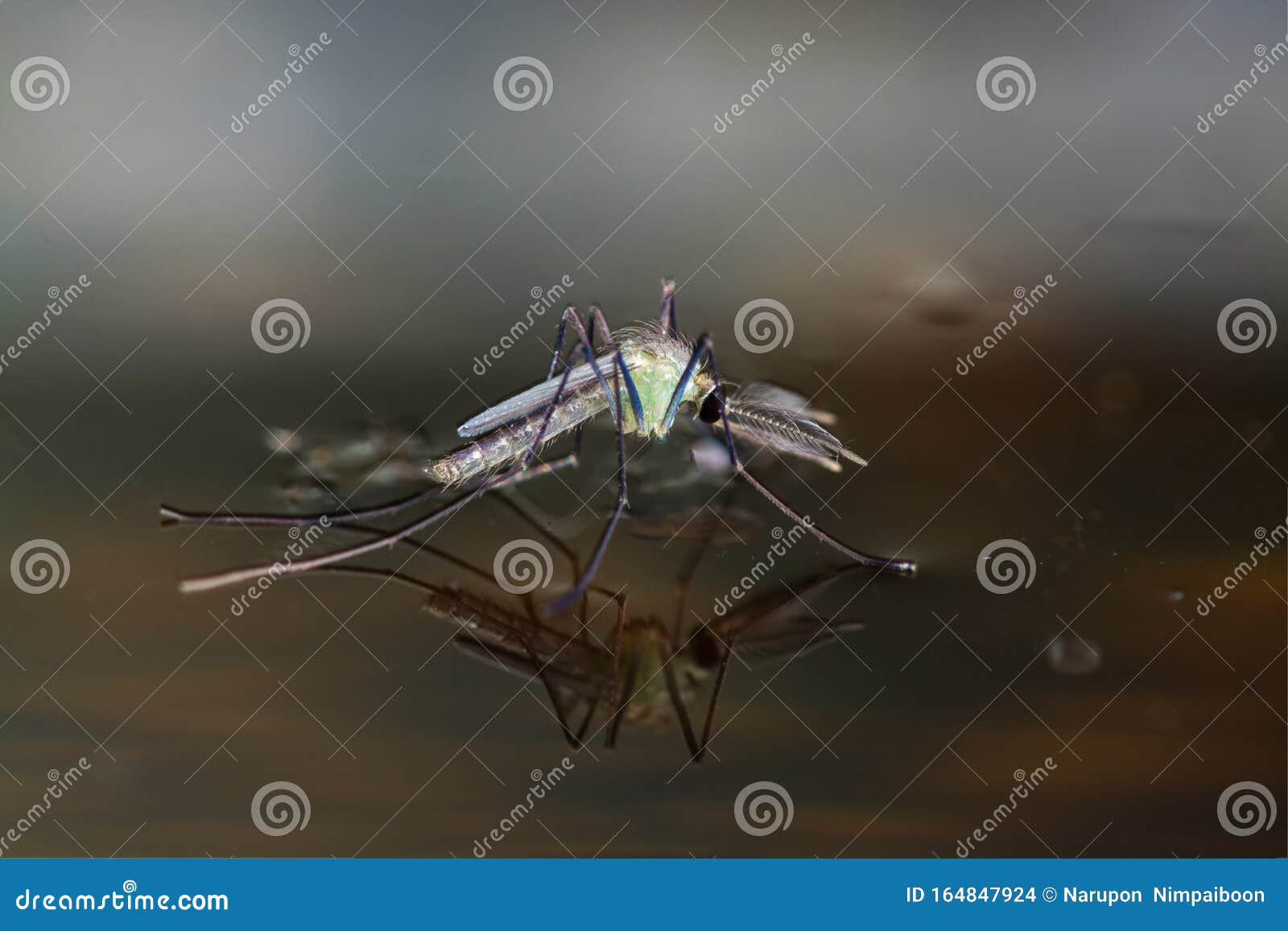 A Mosquito on the Surface of the Water. Stock Photo - Image of insect ...