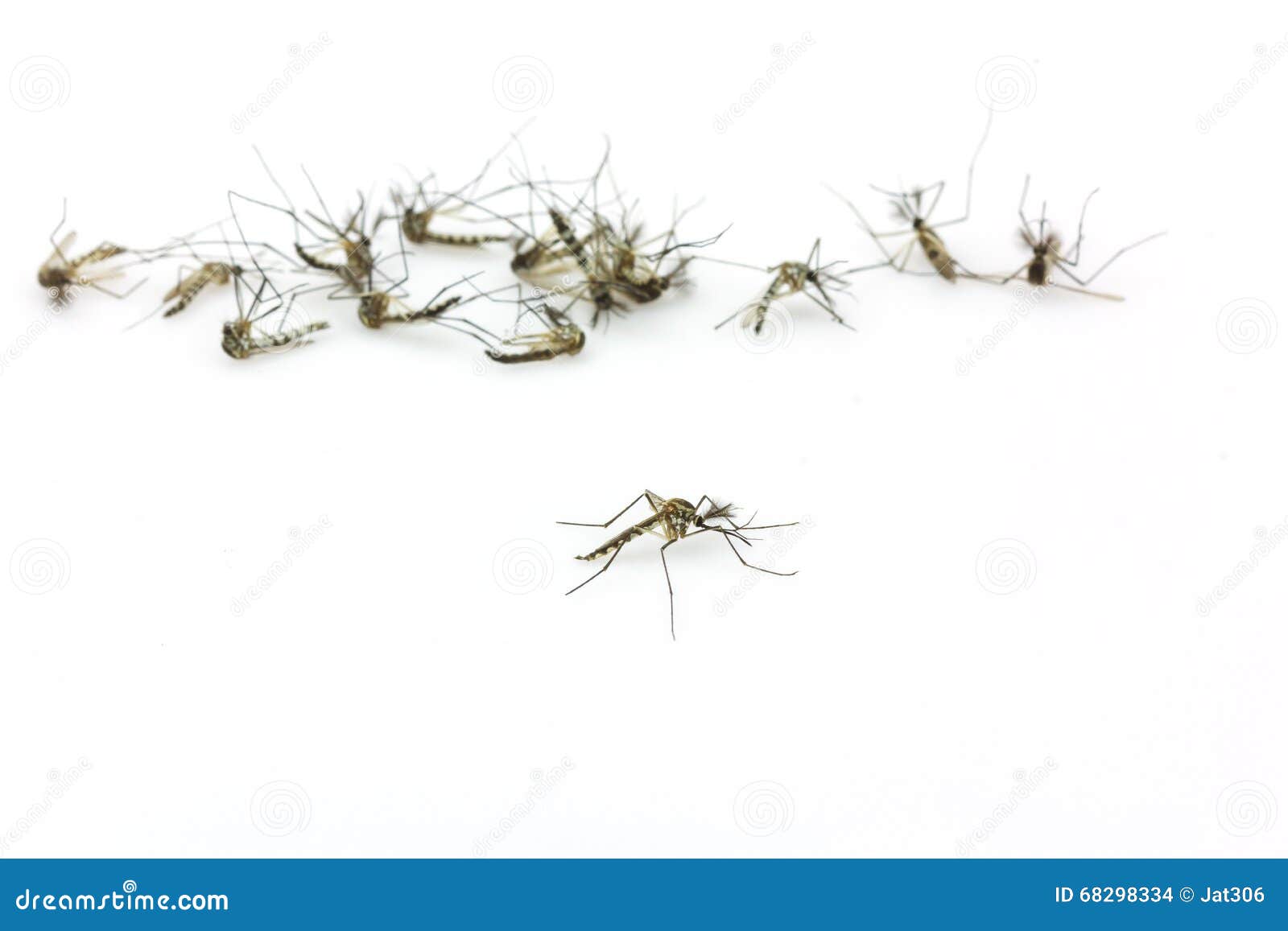 Close Up Mosquitoes Isolated Stock Photo - Image of anopheles, macro ...