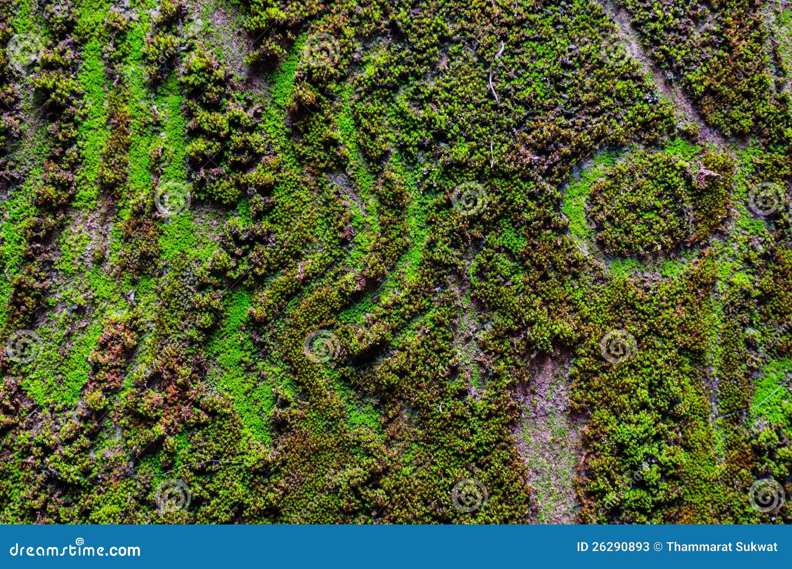 Close up of moss stock image. Image of tropical, surface - 26290893