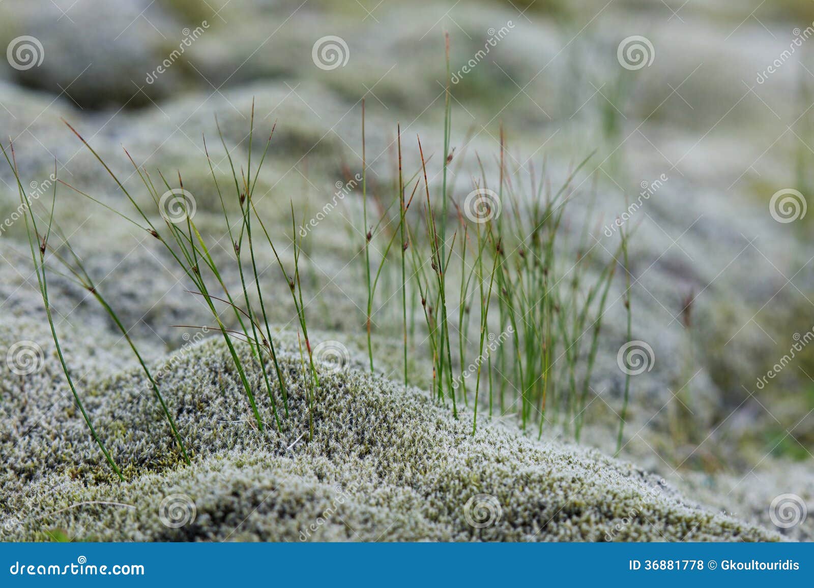 Close Up of Moss and Fragile Plants in Iceland Stock Photo - Image of ...