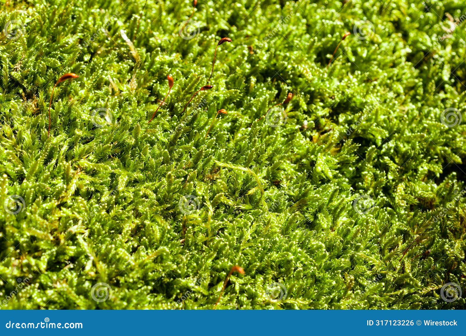 Close-up of Moss on the Ground in Sunlight Stock Photo - Image of flora ...