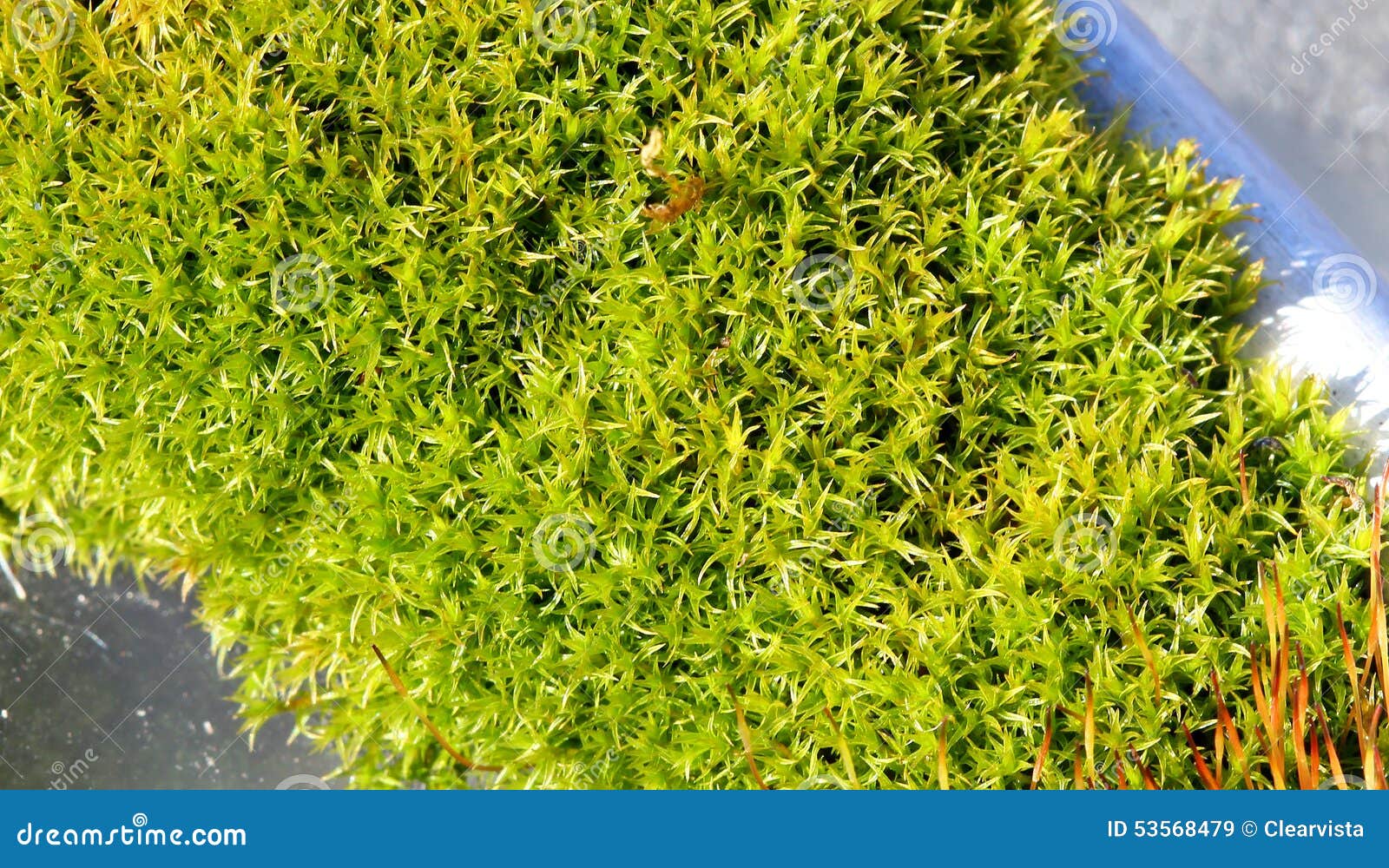 Close up of moss. stock image. Image of green, common - 53568479