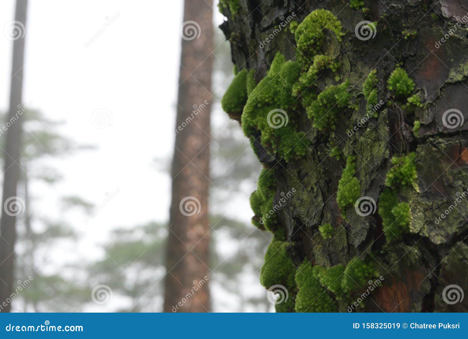 Close Up of Moss Growing on the Pine Tree Stock Image - Image of lichen ...