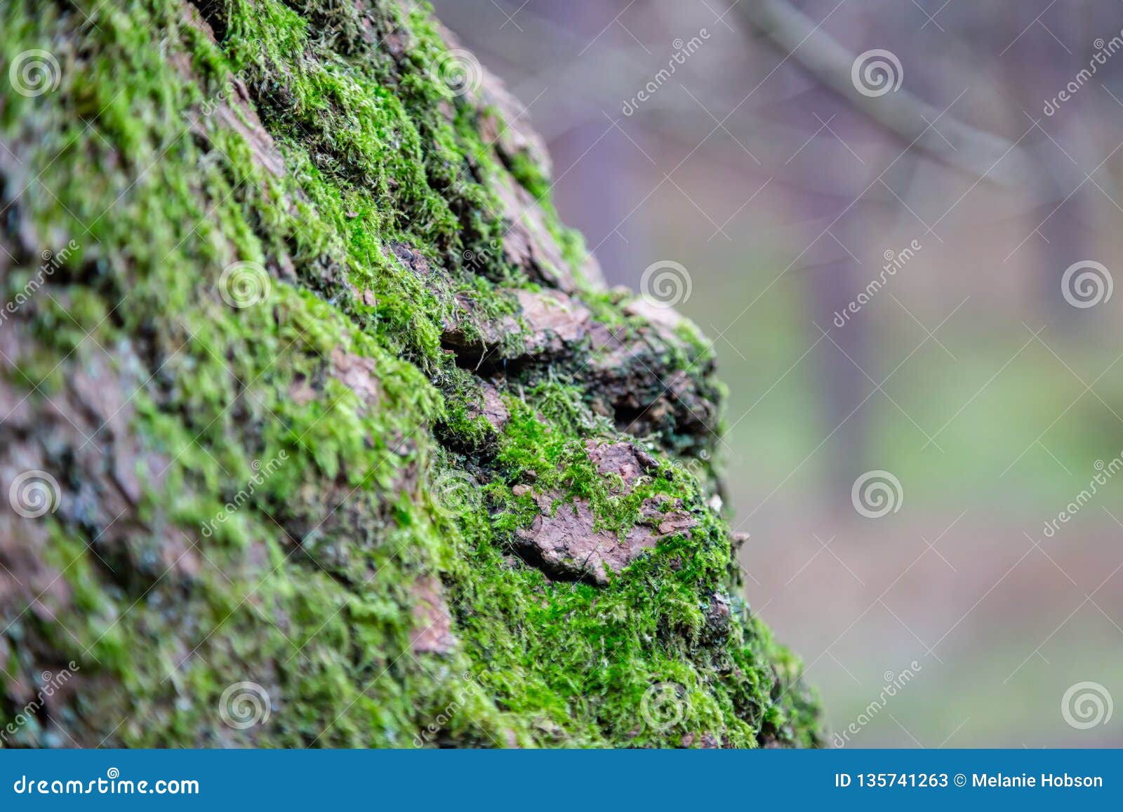 Moss on Bark stock image. Image of close, bark, countryside - 135741263