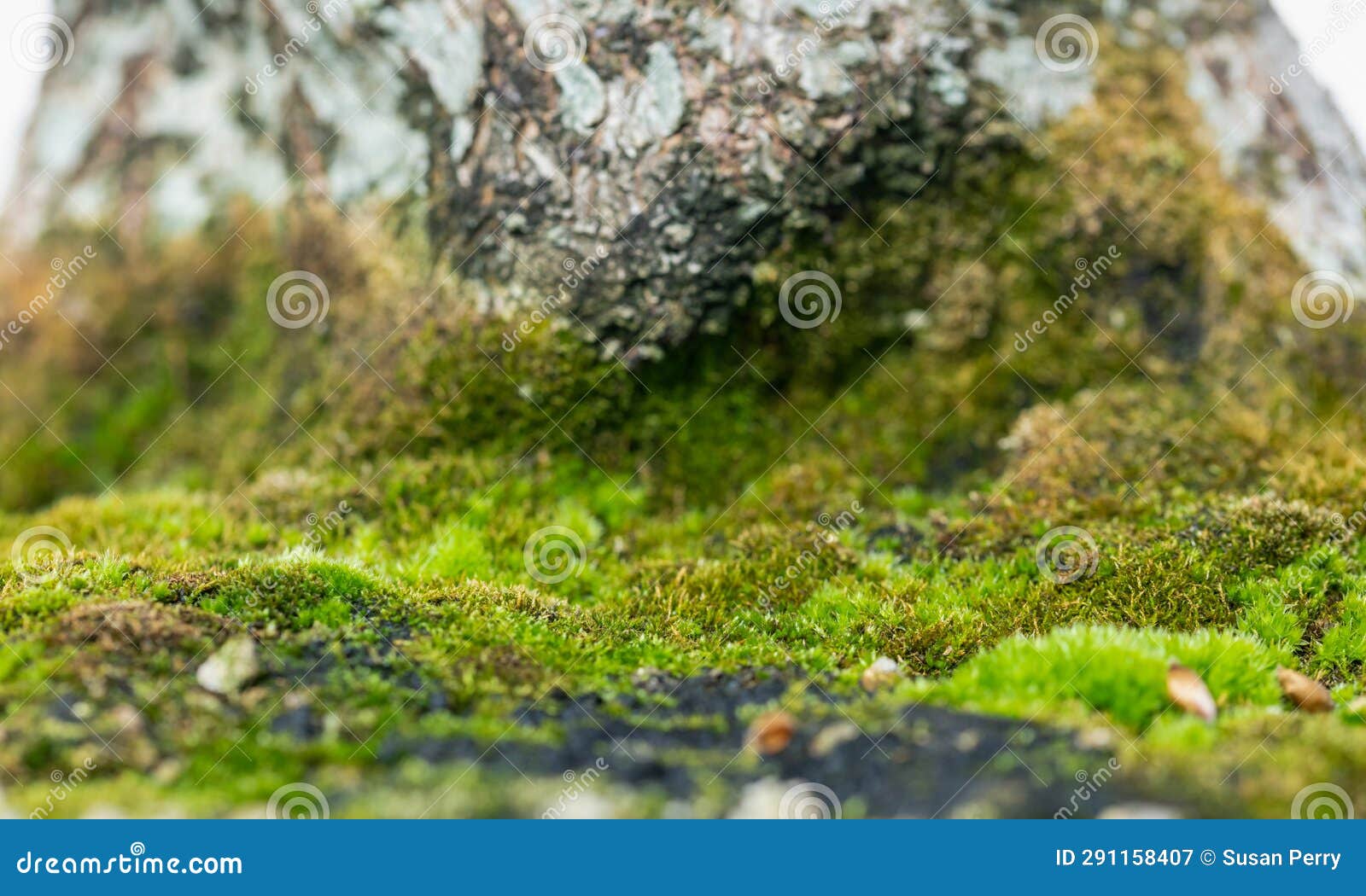 Close Up of Moss Growth on Bottom of Tree Stock Image - Image of ...