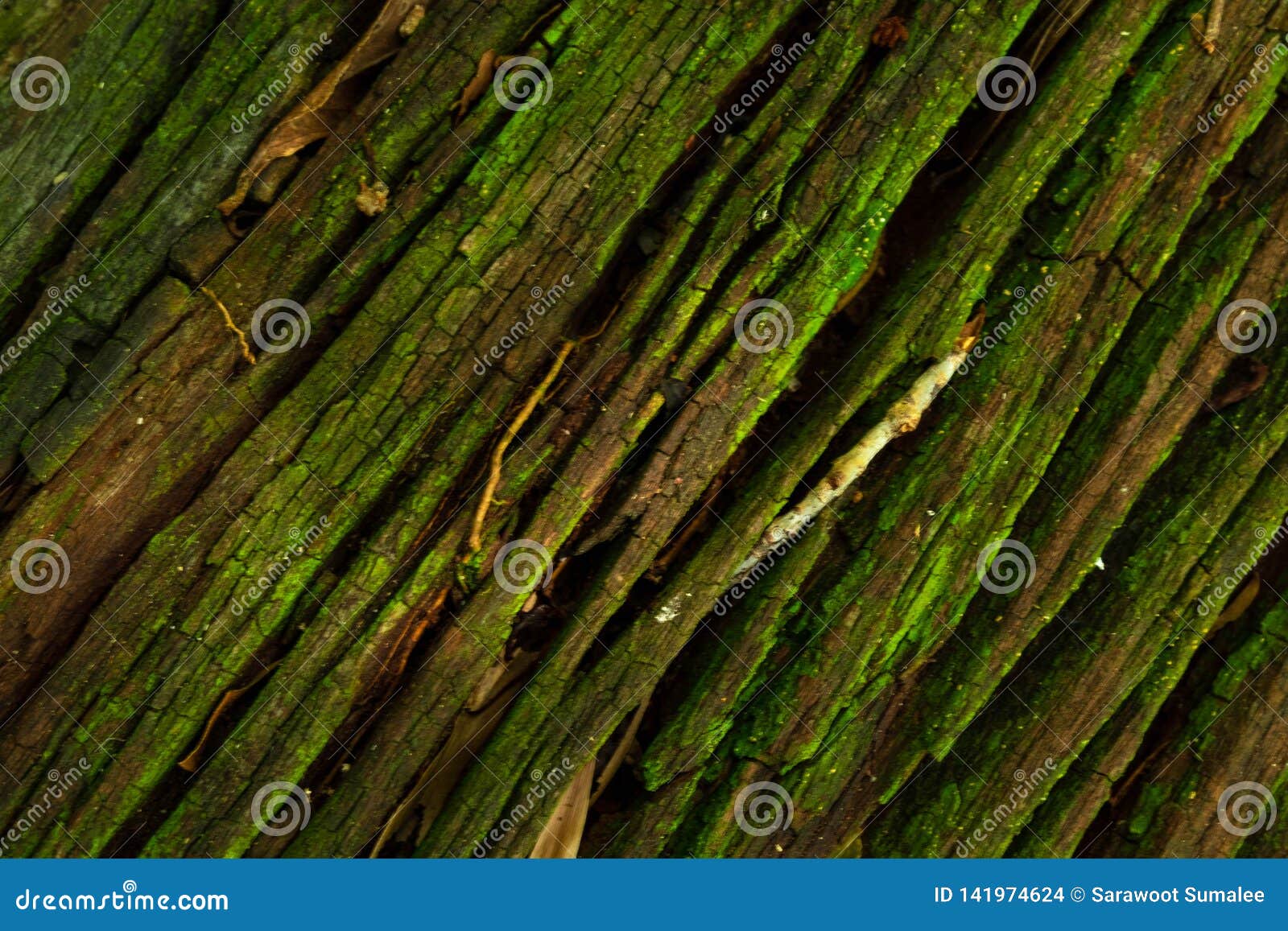 Close Up Moss on the Old Wood in Jungle and Forest and Environment ...