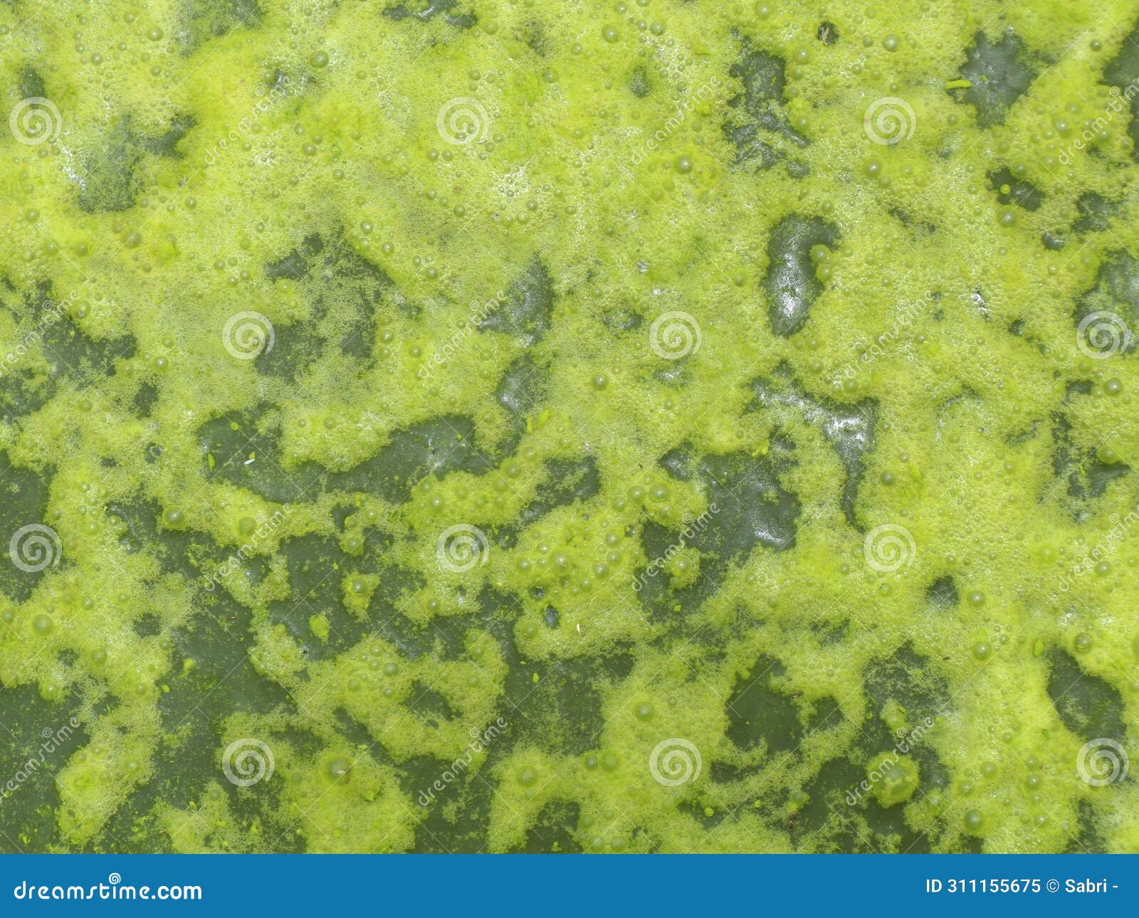 Close Up of Moss Plants Floating on the Surface of the Water Stock ...