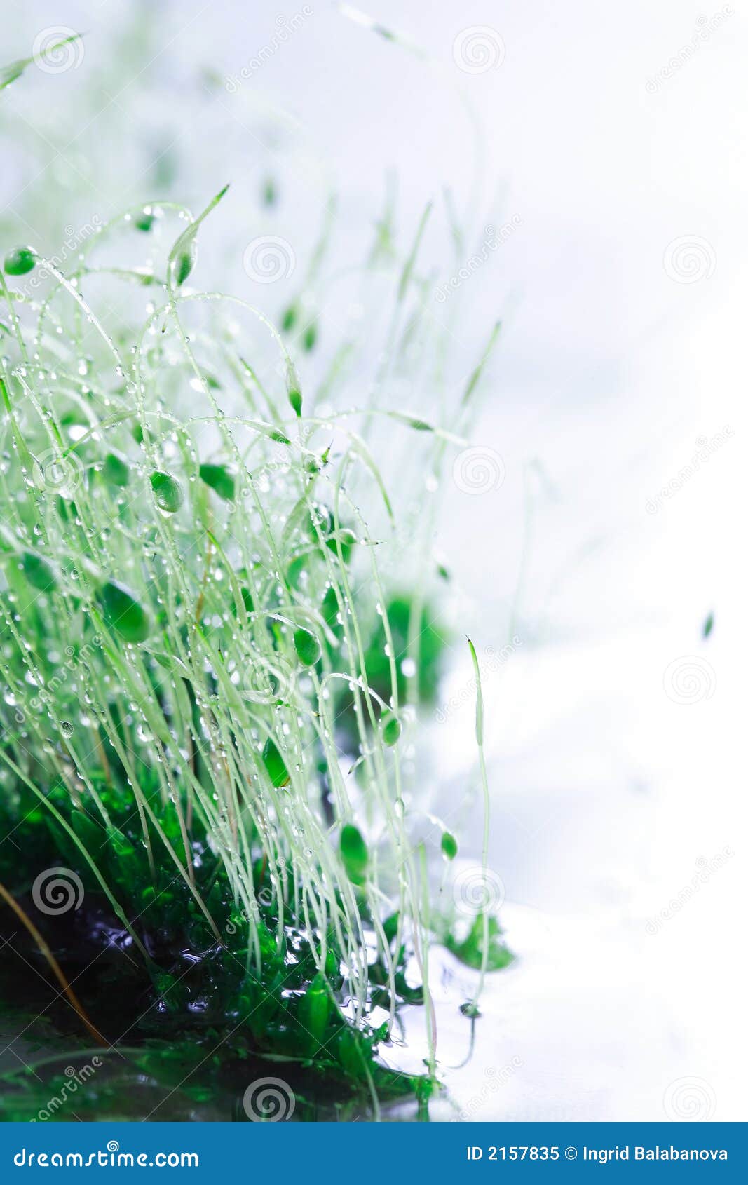 Close-up of Moss after Rain Stock Image - Image of flora, macro: 2157835