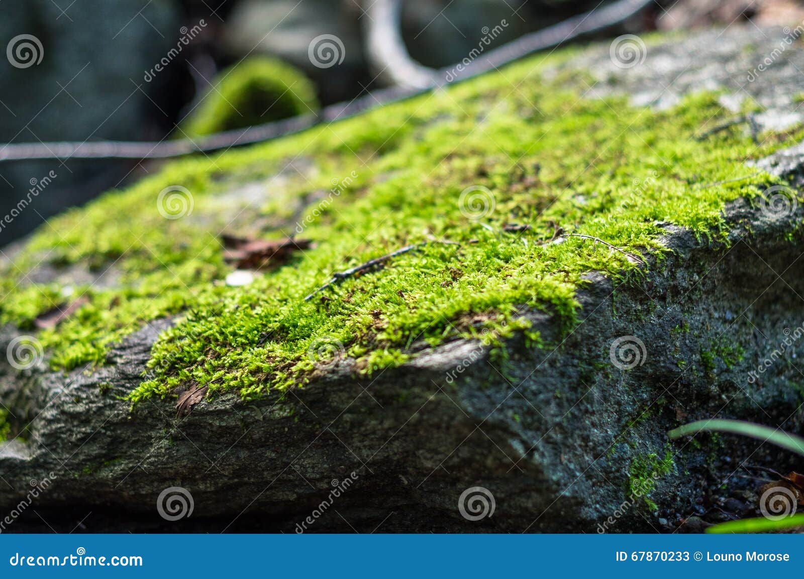 Close-up of moss on a rock stock image. Image of environment - 67870233