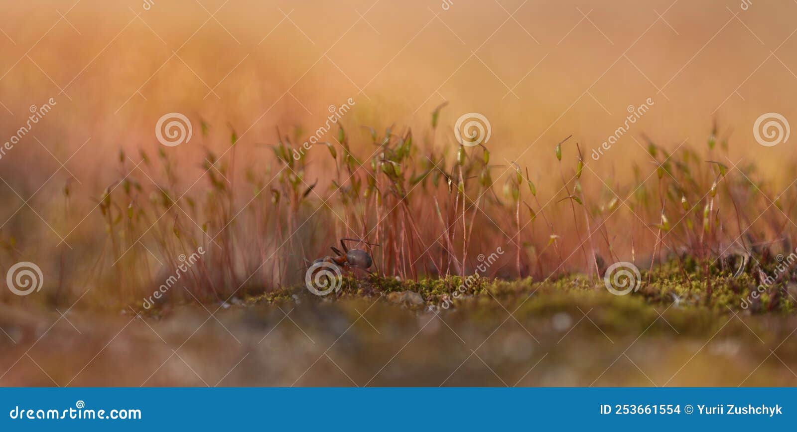 Close Up of Moss Seeds Growing on the Ground Stock Photo - Image of ...
