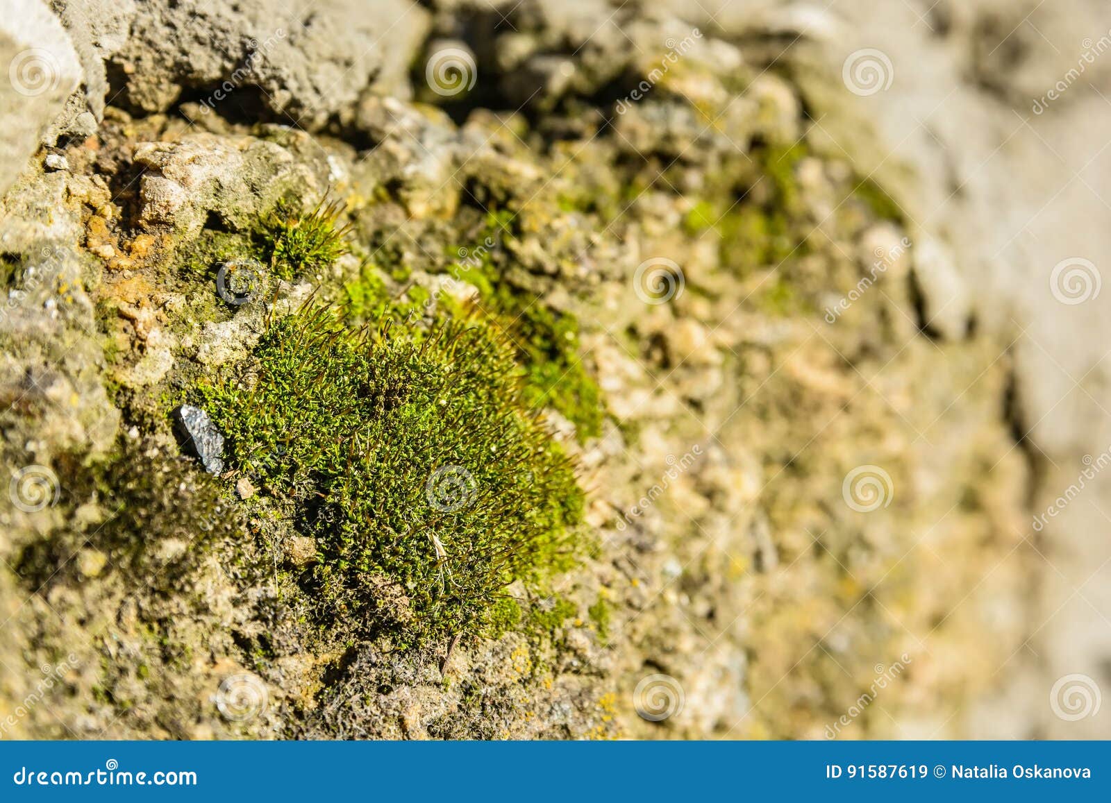 Close up moss on the stone stock image. Image of grow - 91587619