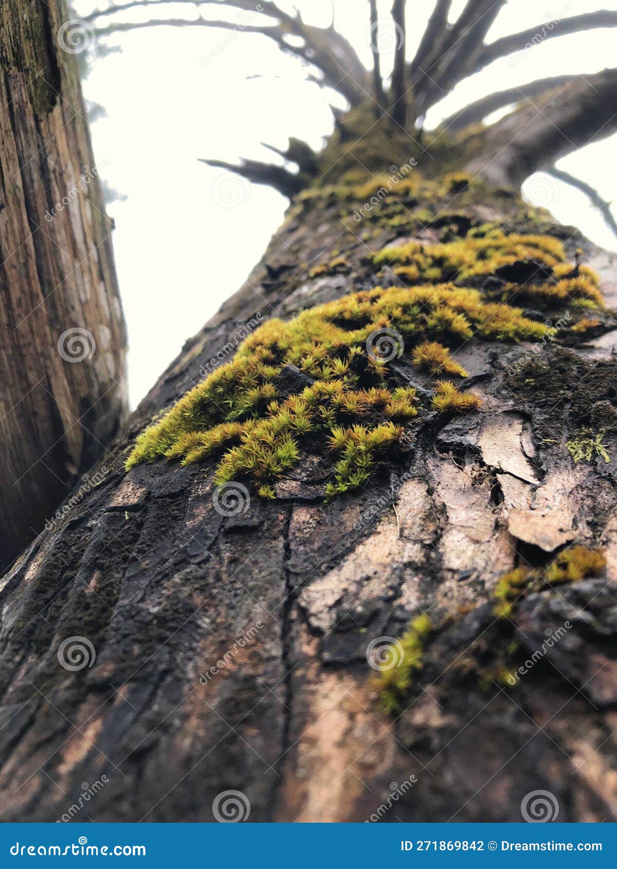 Close-up Moss Texture on Tree Stock Photo - Image of plant, outdoor ...