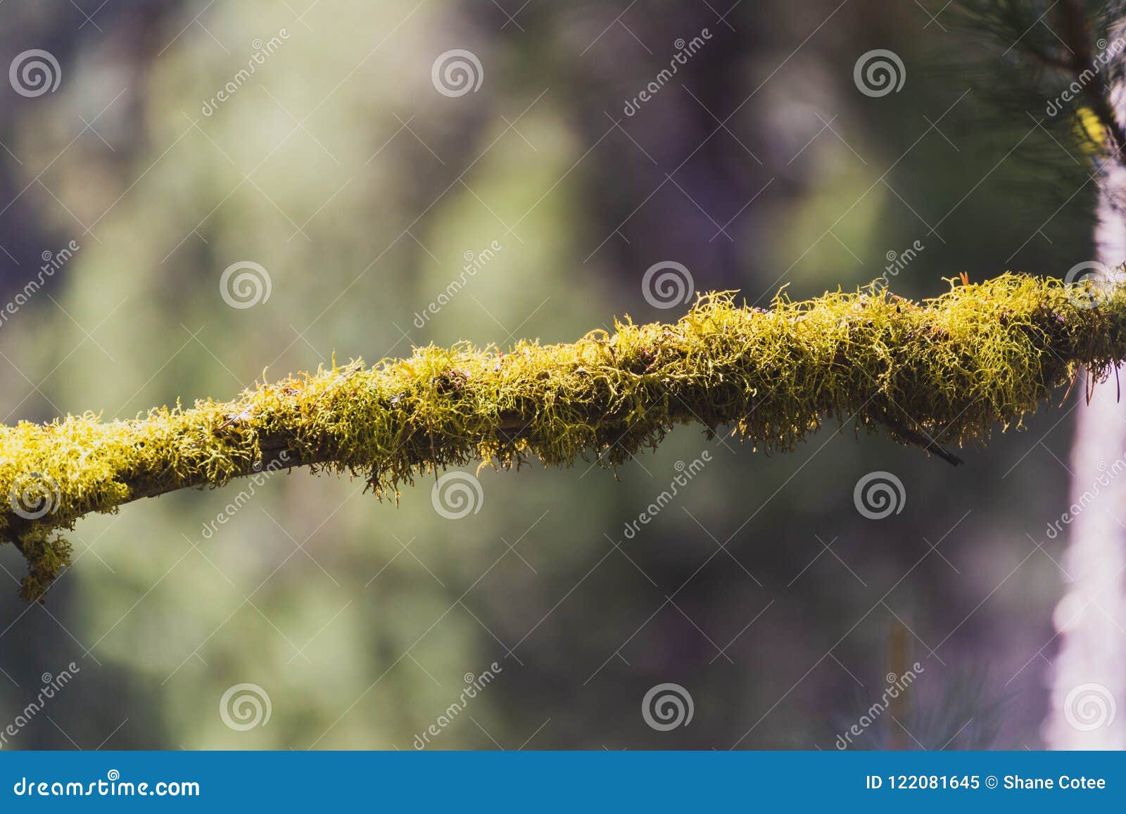 Close Up of Moss on Tree Branch Stock Image - Image of nature ...