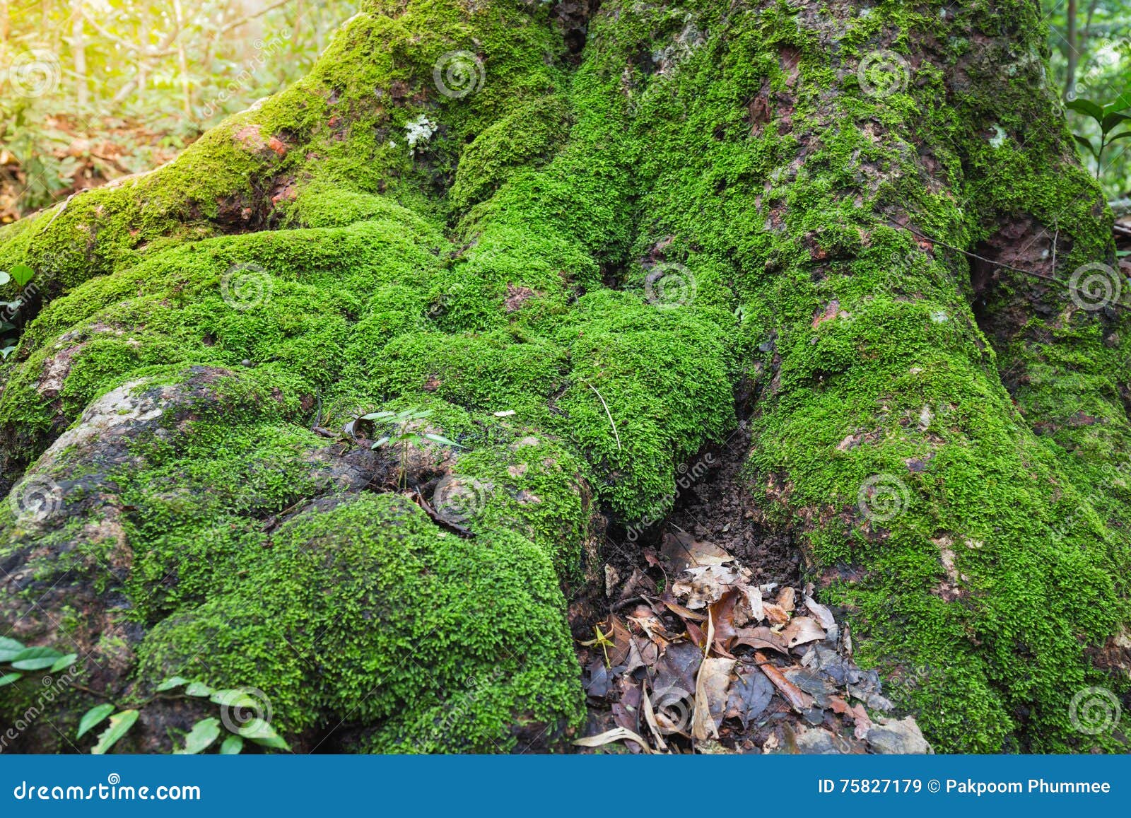 Close Up of Moss on Tree in Deep Forest. Nature Life Background Stock ...