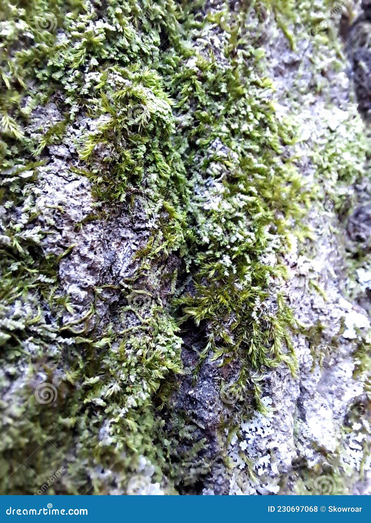 Close-up of moss stock photo. Image of outdoor, moss - 230697068