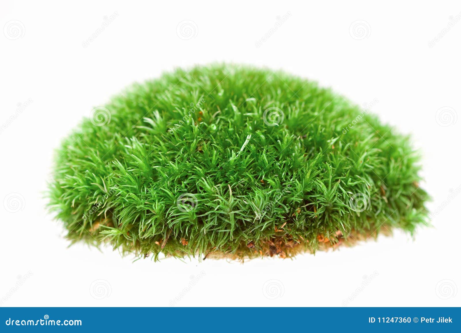Close Up of Moss on White Background Stock Photo - Image of nature ...