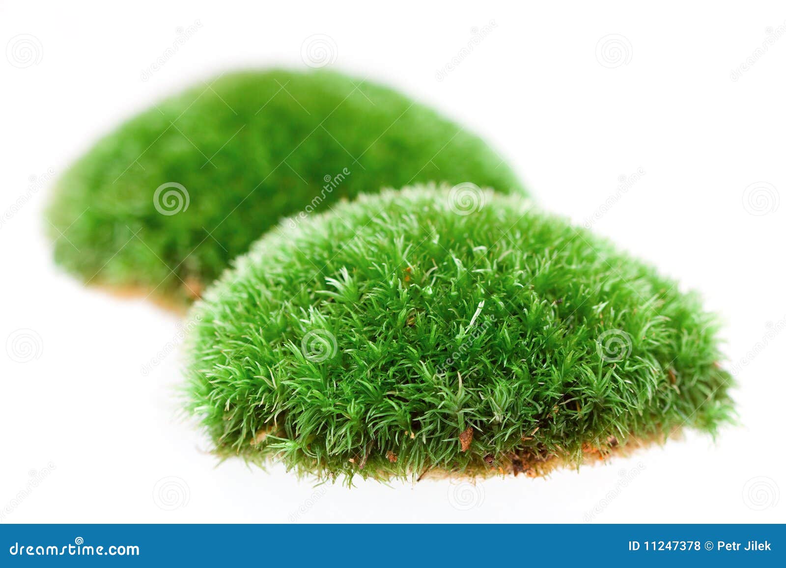 Close Up of Moss on White Background Stock Photo - Image of plant ...