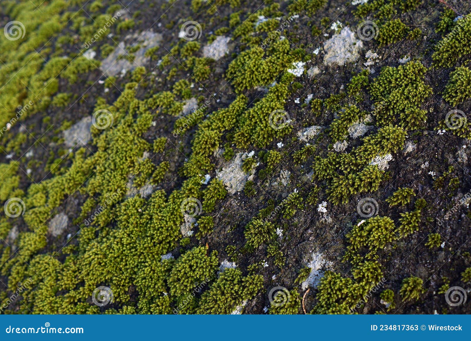 Close Up of Mossy Rocks Texture Stock Image - Image of moss, leaf ...