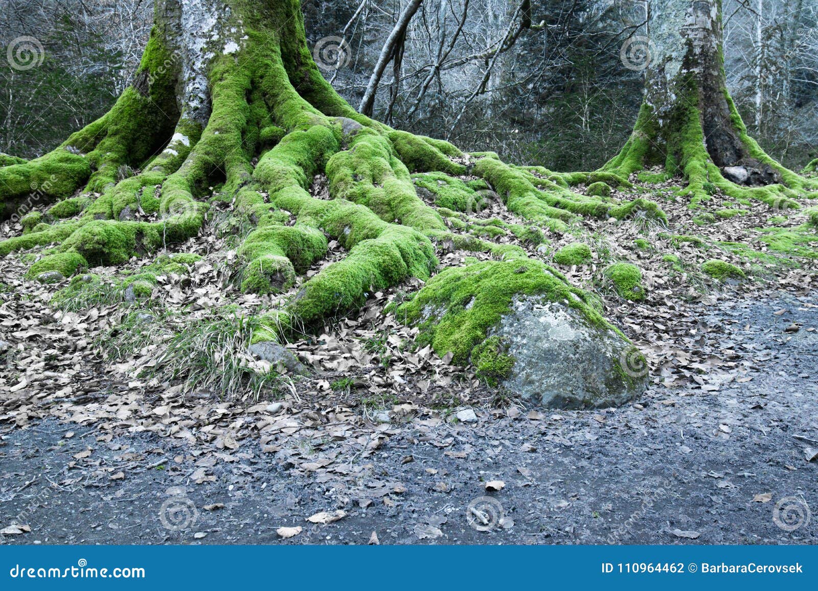 Close Up on Mossy Roots of Beech Tree in Wintertime Forest Stock Photo ...