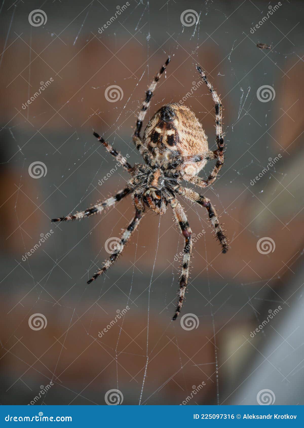 Close-up of the Most Beautiful Spider on the Web Stock Photo - Image of ...