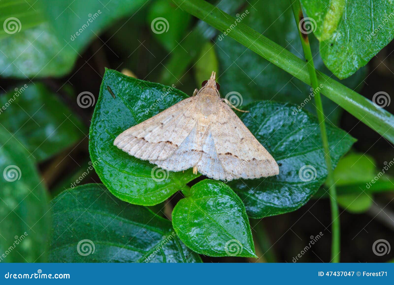 Close up of moth stock image. Image of moth, fauna, insect - 47437047