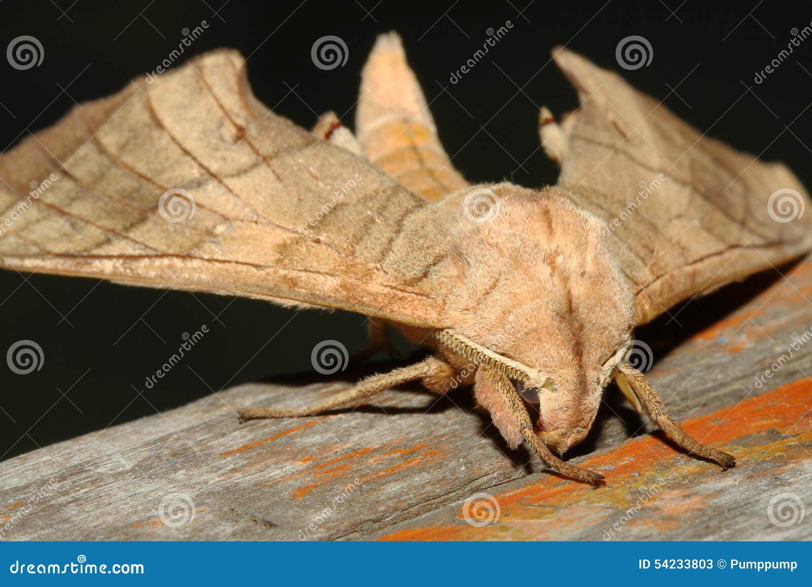 Close Up of Moth,night Butterfly Stock Image - Image of moth, macro ...