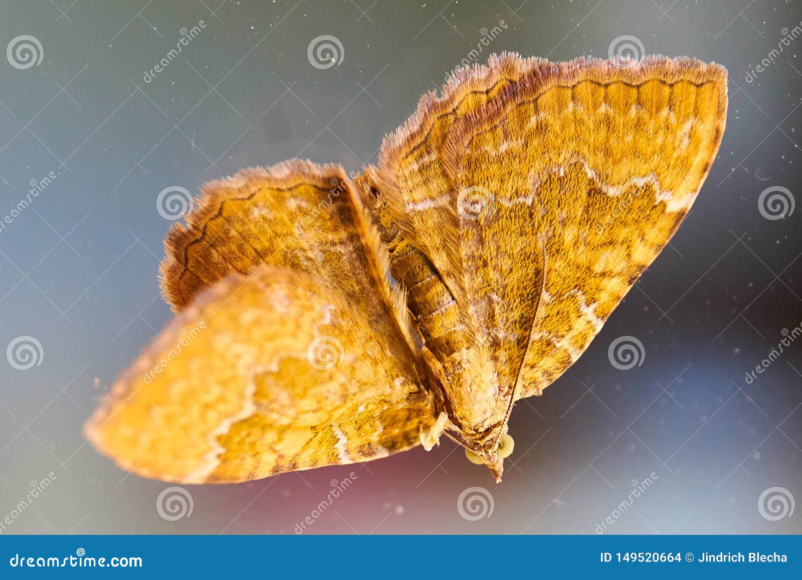 Close up of a moth stock photo. Image of pane, isolated - 149520664