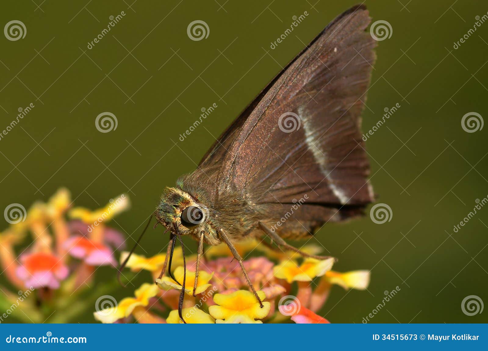 A close up of a moth stock image. Image of detailed, indian - 34515673