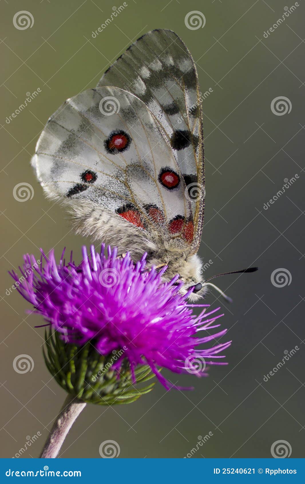 Close Up of a Mountain Apollo (parnassius Apollo) Stock Image - Image ...