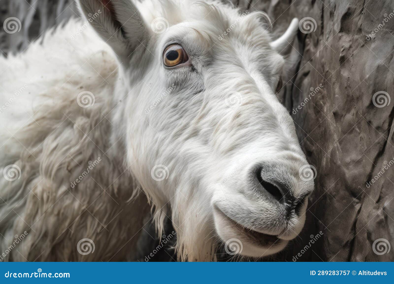 Close-up of a Mountain Goats Face while Climbing Stock Image - Image of ...
