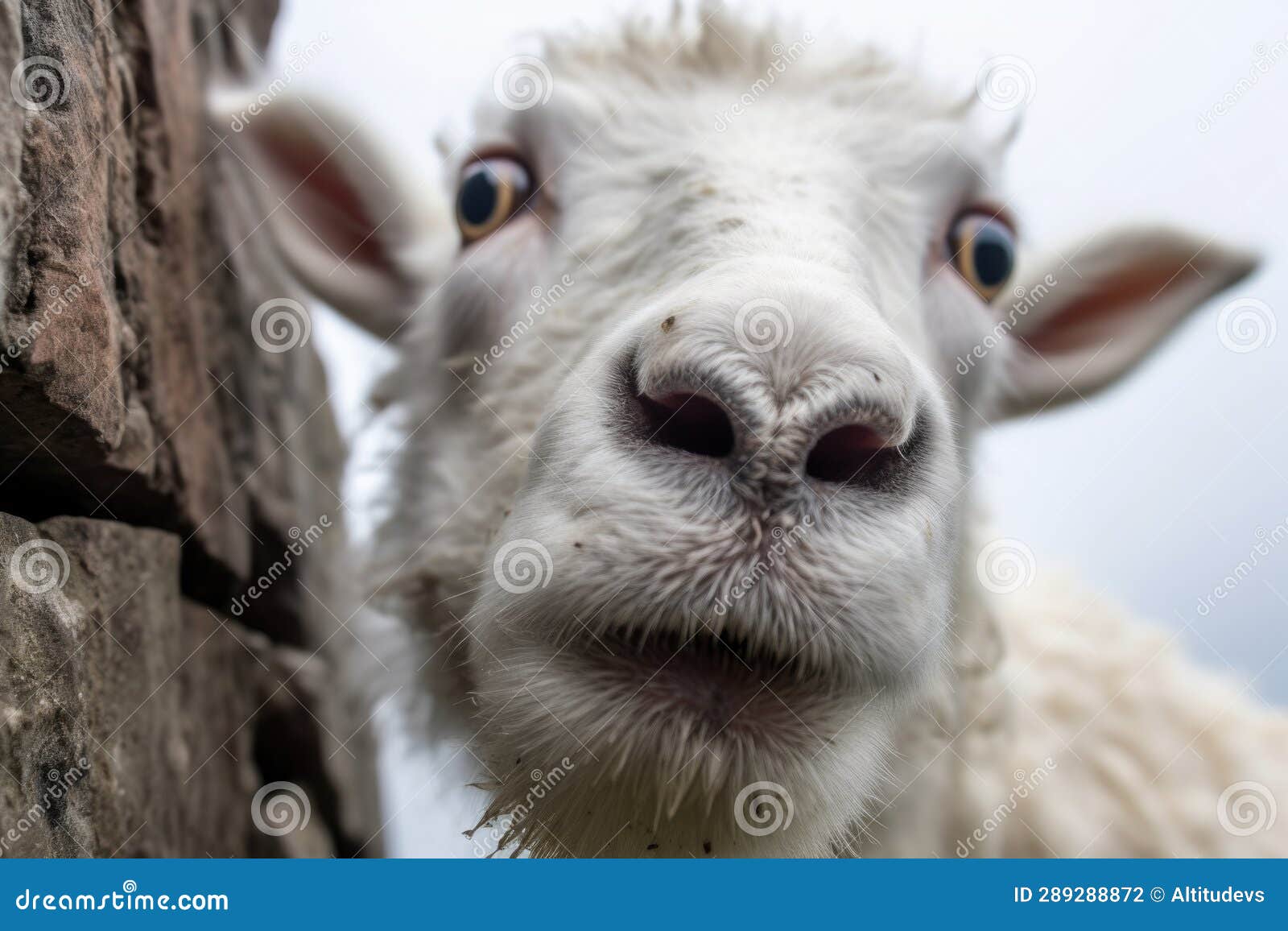 Close-up of a Mountain Goats Face while Climbing Stock Photo - Image of ...