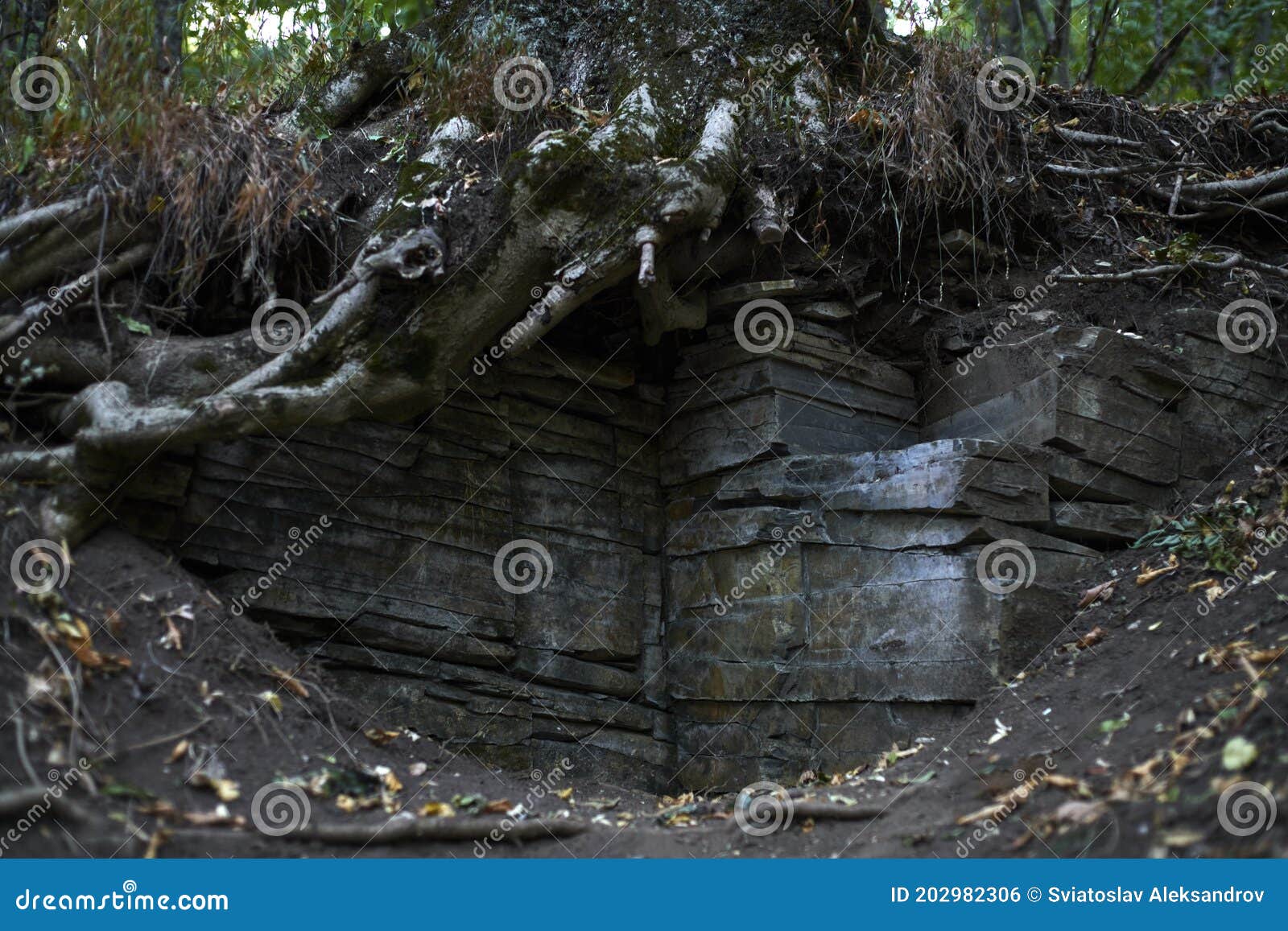 A Close Up of a Mountain Rock Under Old Roots Stock Photo - Image of ...