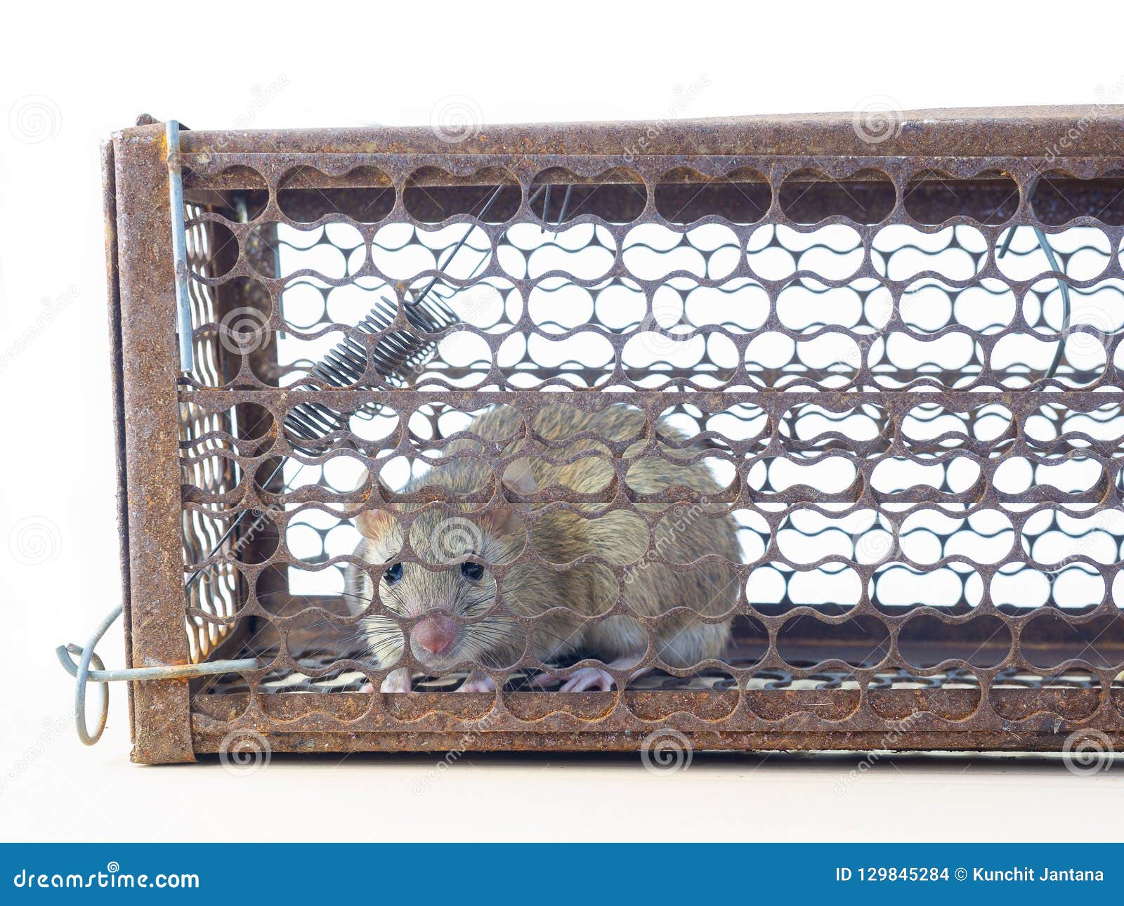 Mouse Caught in a Mousetrap. Stock Photo - Image of isolated ... Mouse Caught in a Mousetrap. Stock Photo - Image of isolated ...