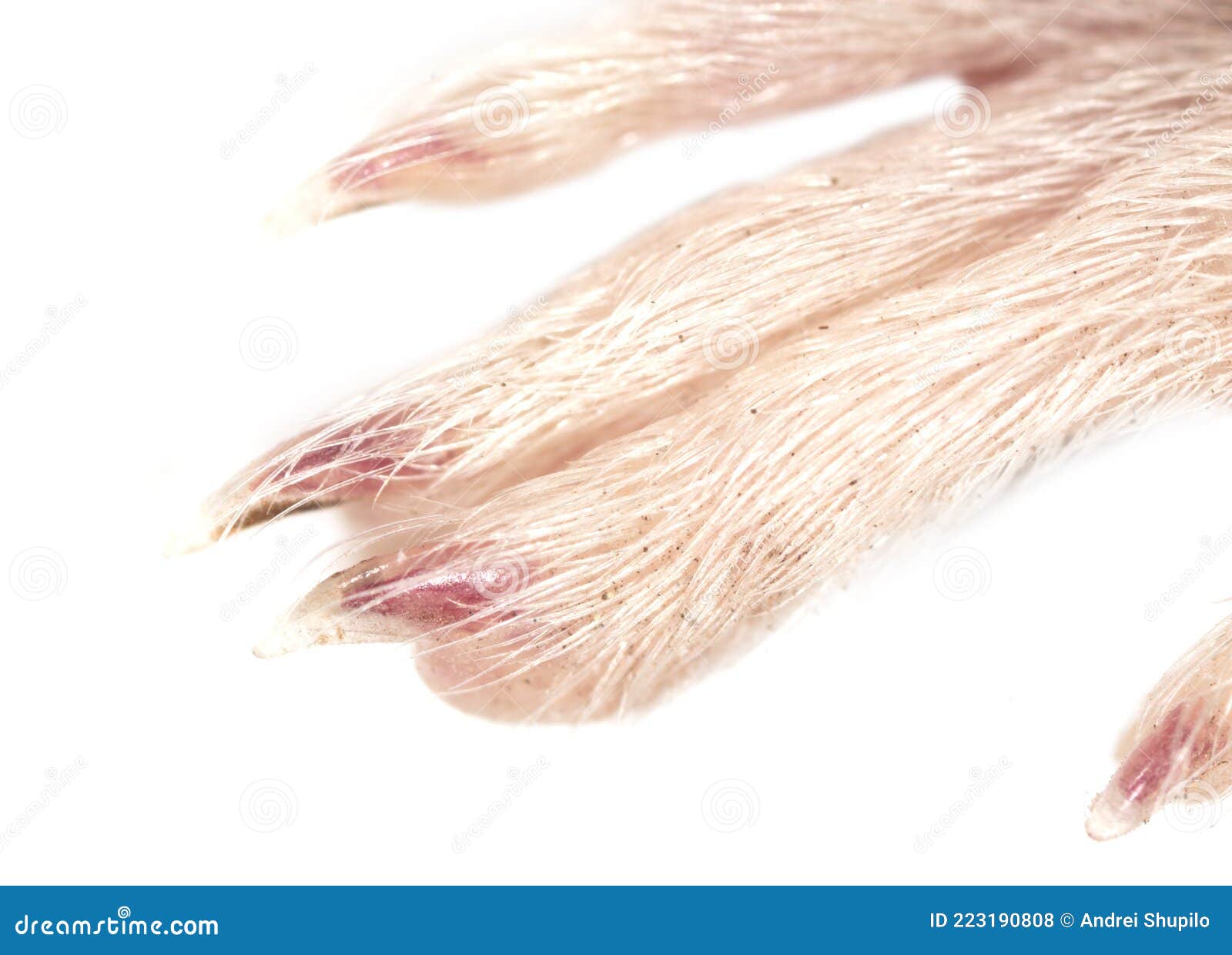 Close-up of a mouse paw. stock photo. Image of lovely - 223190808