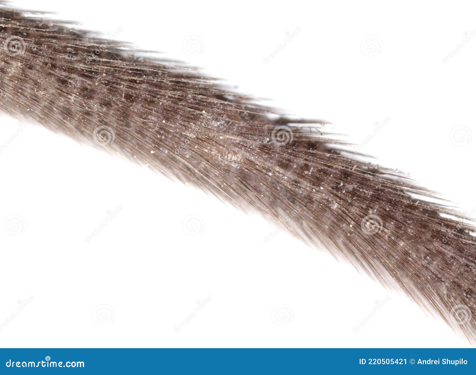 Close Up of Mouse Tail on White Background. Stock Image - Image of look ...