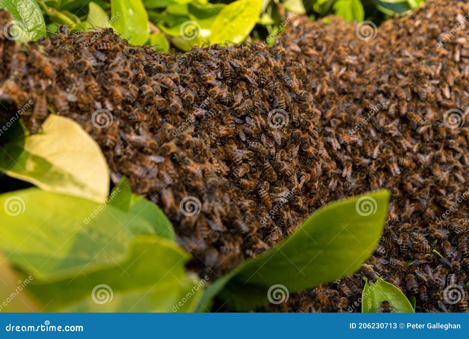 Close Up of a Moving Bee Hive Stock Image - Image of cell, dancing ...