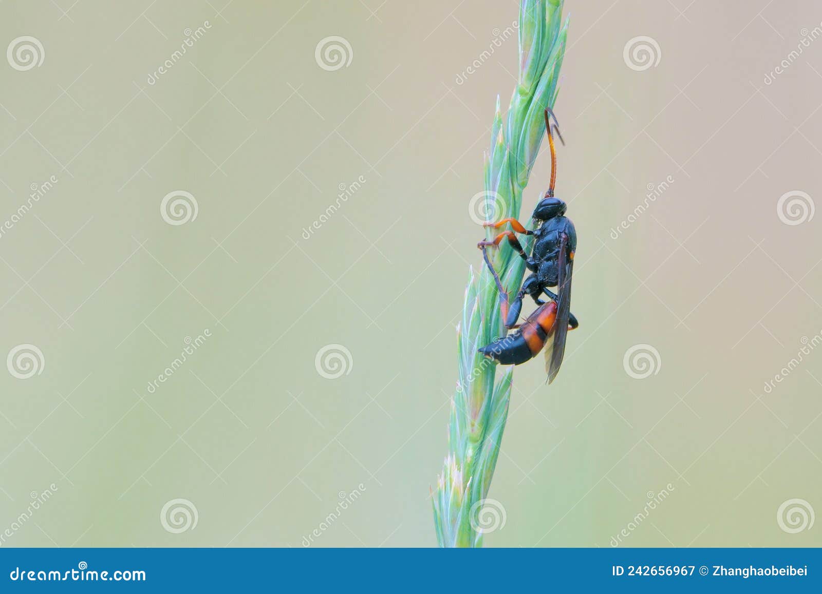 Mud dauber stock image. Image of nature, insect, digger - 242656967
