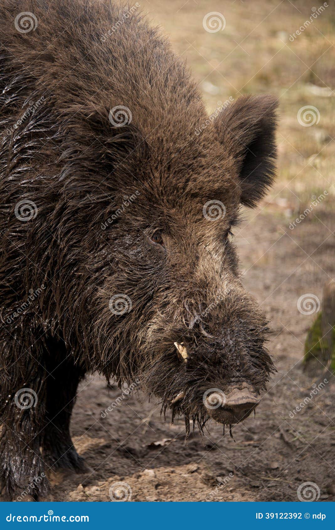 Close-up of Muddy Head of Wild Boar Stock Photo - Image of head, muddy ...