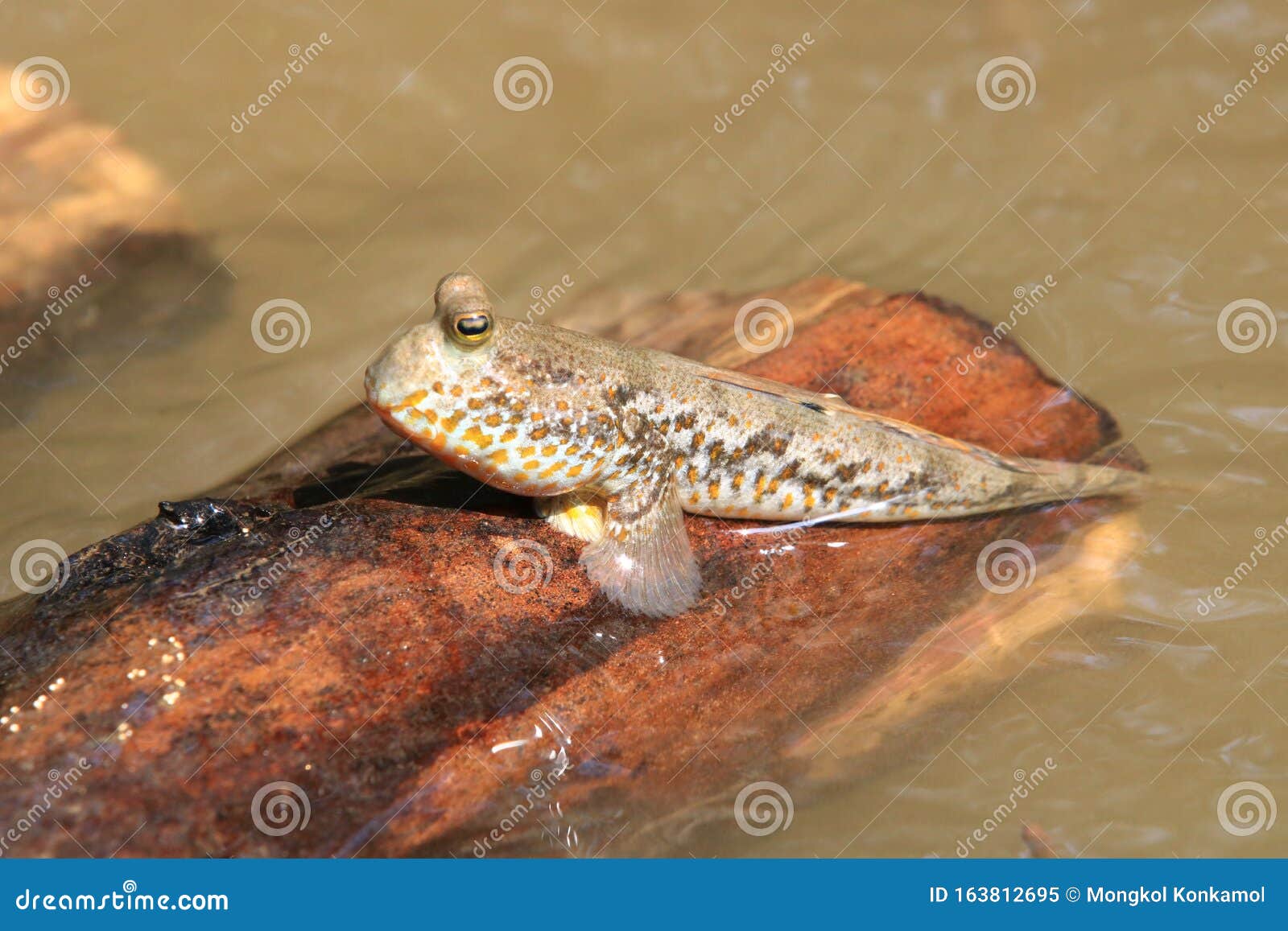 Mudskipper Jumping