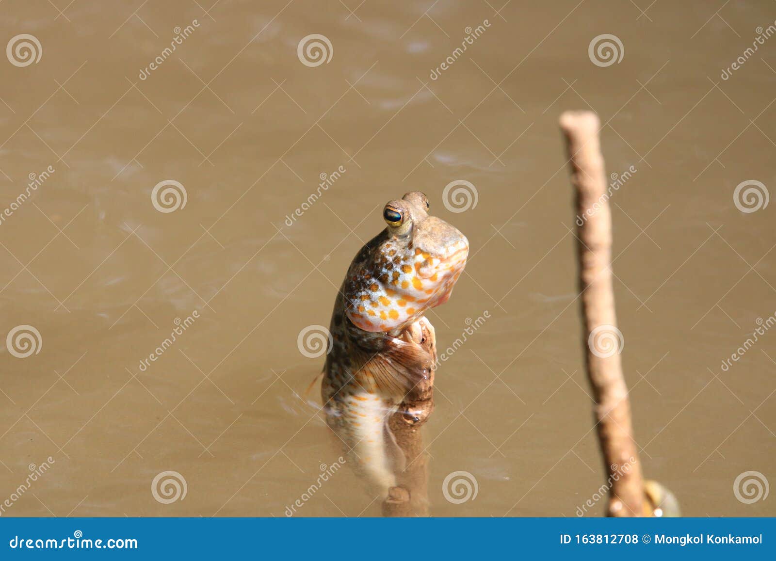 Close Up Mudskipper Fish,Amphibious Fish Standing On A Tree Branch At ...