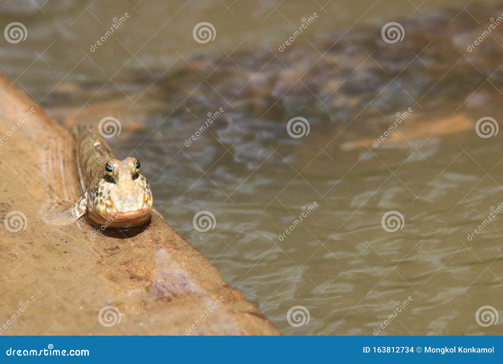 Close Up Mudskipper Fish,Amphibious Fish Standing on a Tree Branch at ...