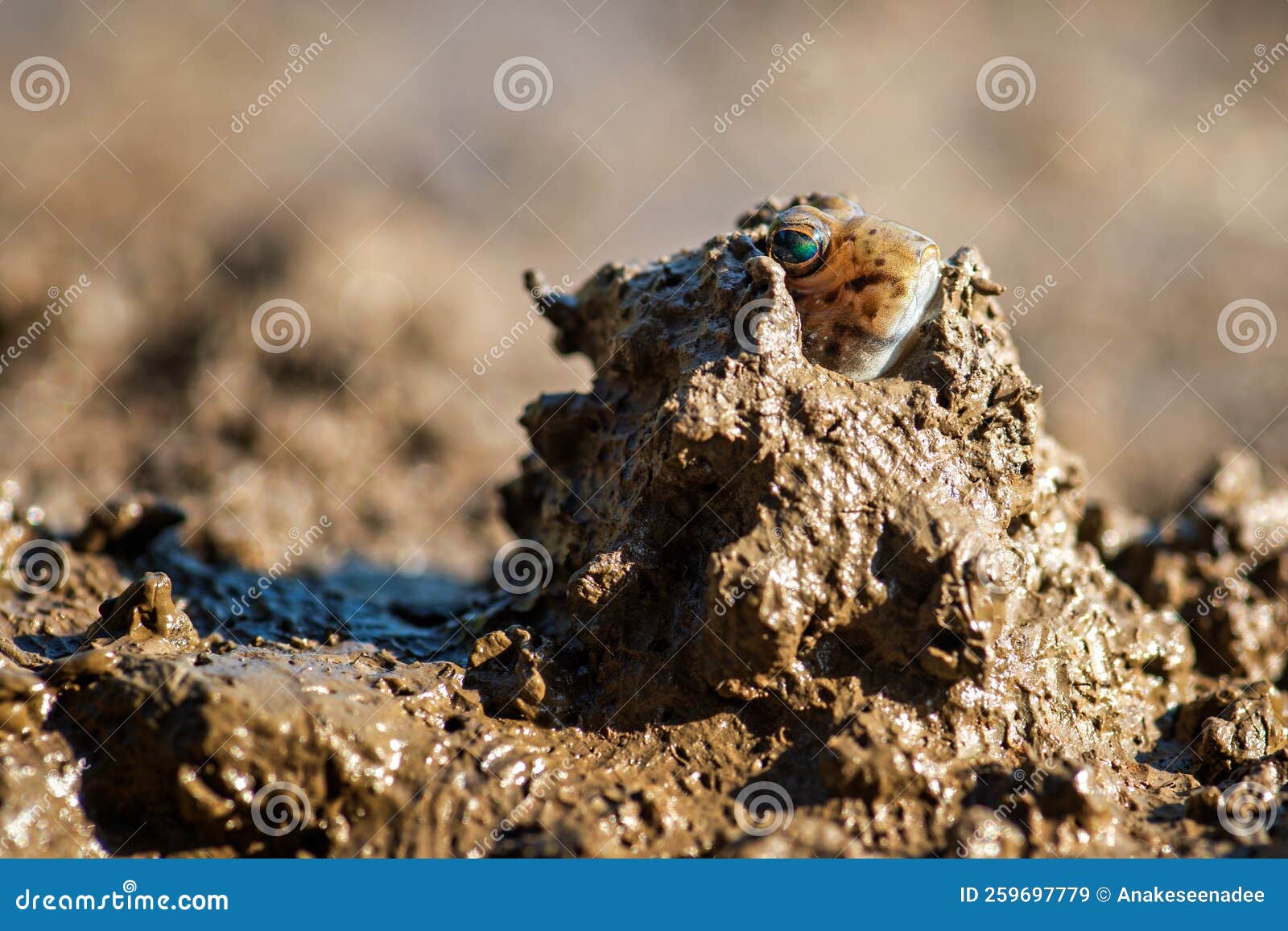 Close Up Mudskipper Fish in the Mud Stock Image - Image of wild, shore ...